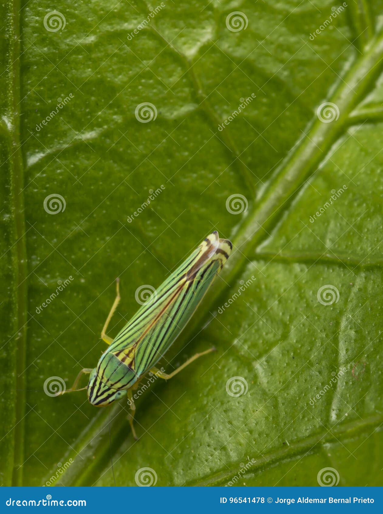 Green Leafhopper Insect on a Leaf Stock Photo - Image of arthropod ...