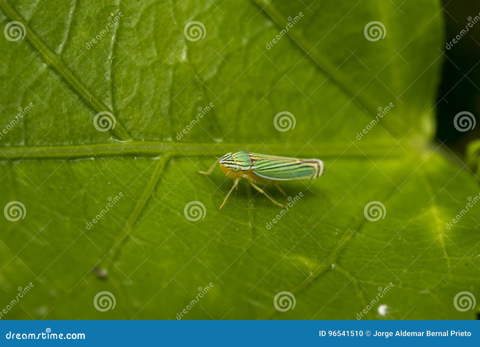 Green Leafhopper Insect on a Leaf Stock Photo - Image of green, exotic ...