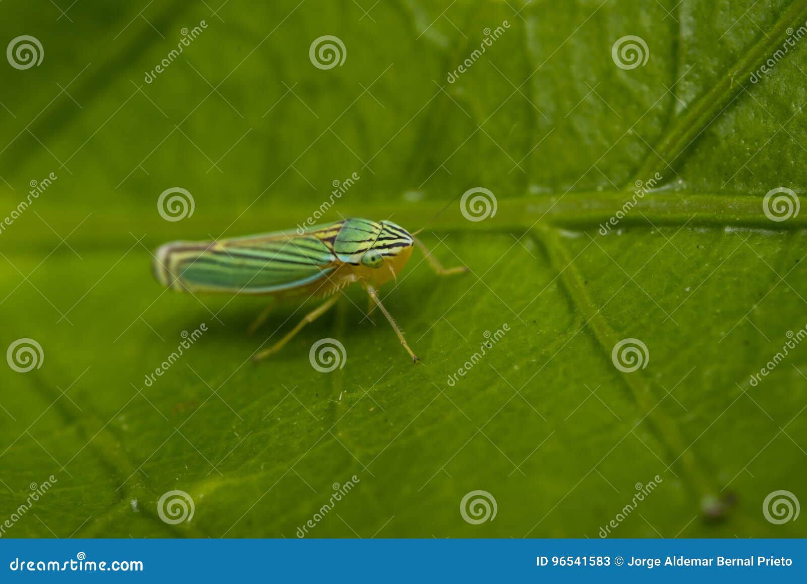 Green Leafhopper Insect on a Leaf Stock Image - Image of grass, jumping ...