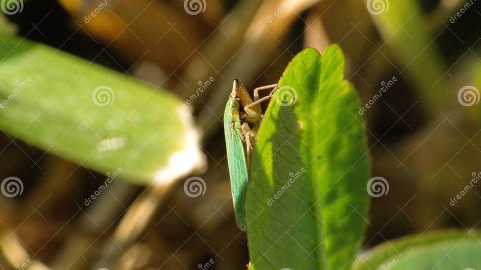 Green leafhopper on a leaf stock photo. Image of plant - 283383968