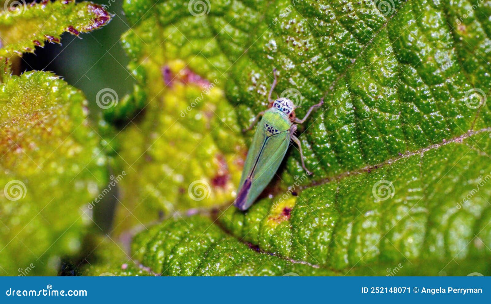 Green leafhopper on a leaf stock image. Image of leafhopper - 252148071