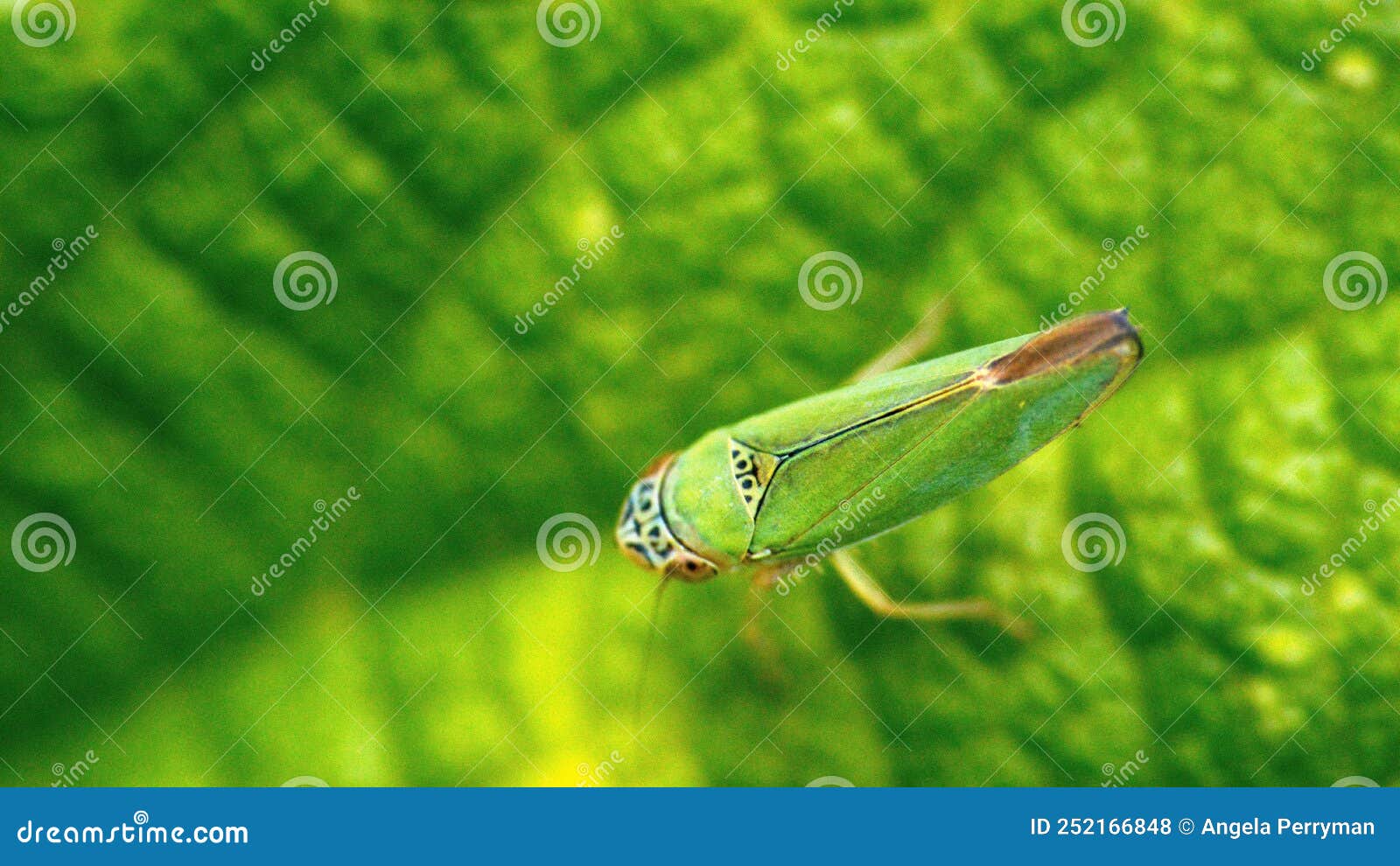 Green leafhopper on a leaf stock photo. Image of leaf - 252166848