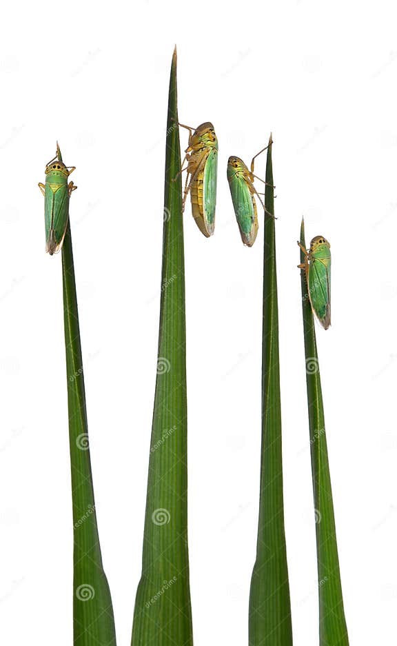 Green Leafhoppers on a Grass Blade Stock Image - Image of leafhoppers ...
