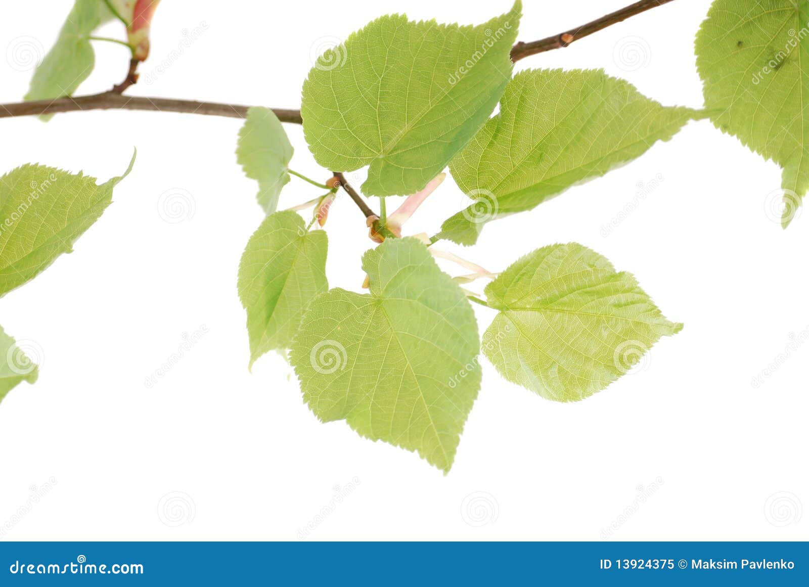 Green leaflets stock image. Image of plant, bush, bright - 13924375