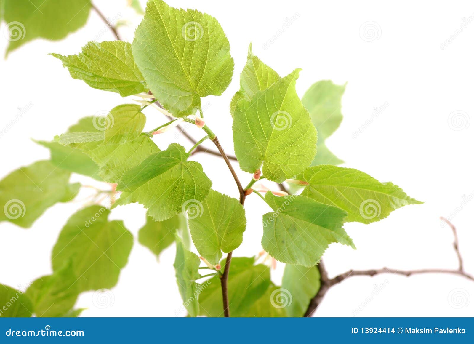Green leaflets stock photo. Image of green, sunlight - 13924414