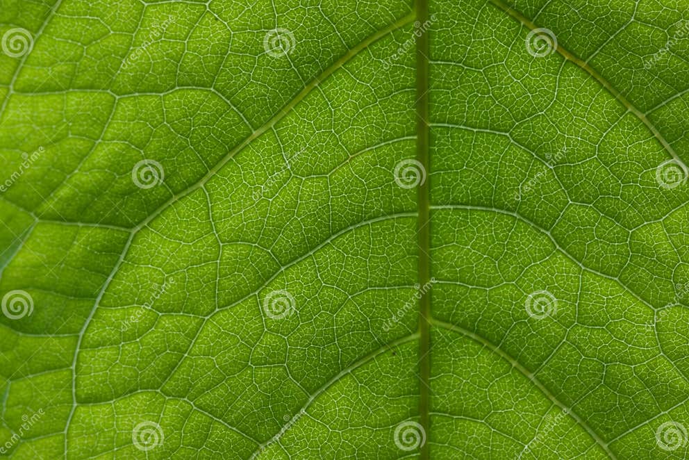 Green Leafs stock image. Image of organic, nature, close - 9806111