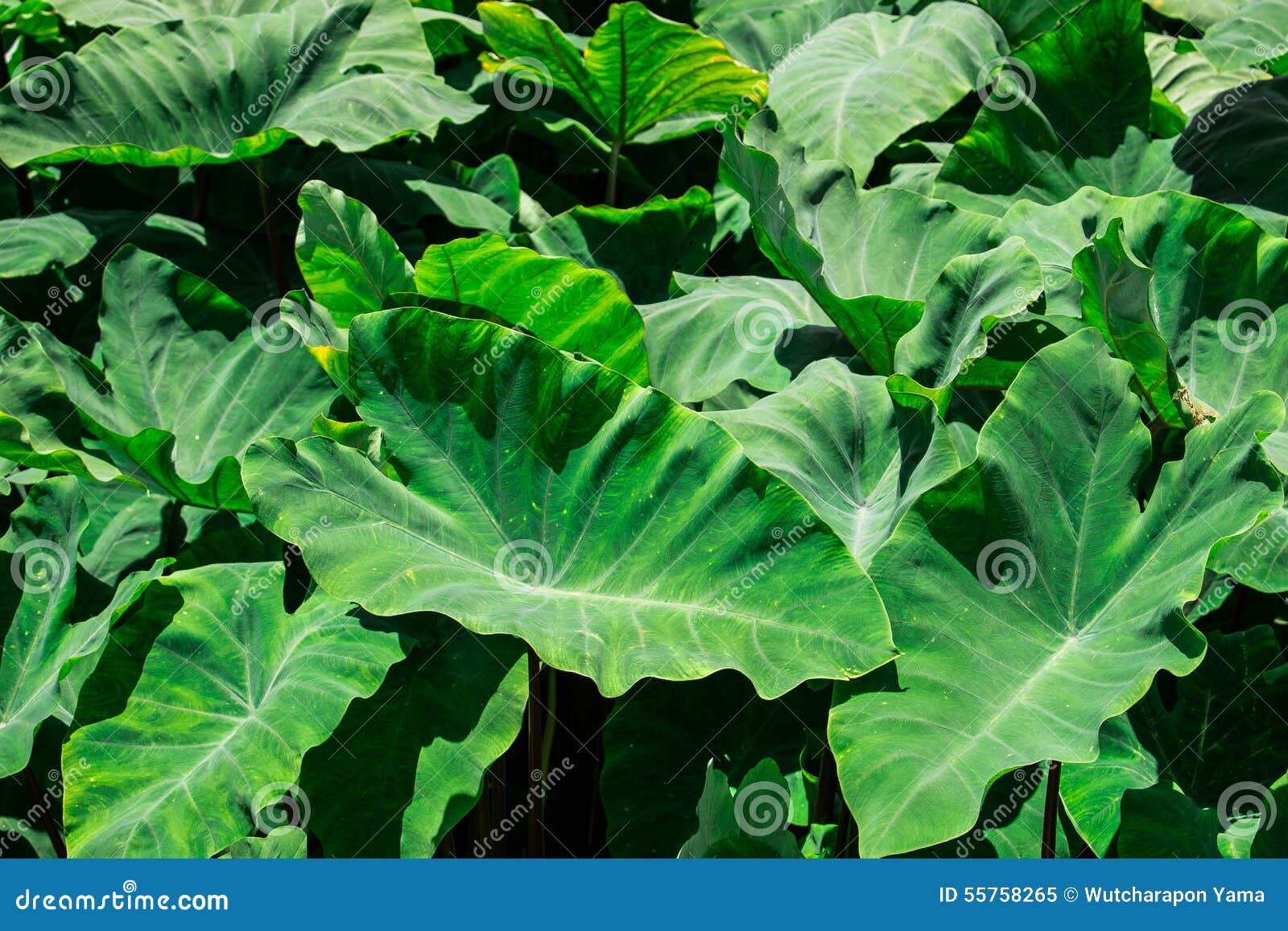 Green leafs stock image. Image of garden, esculenta, swamp - 55758265