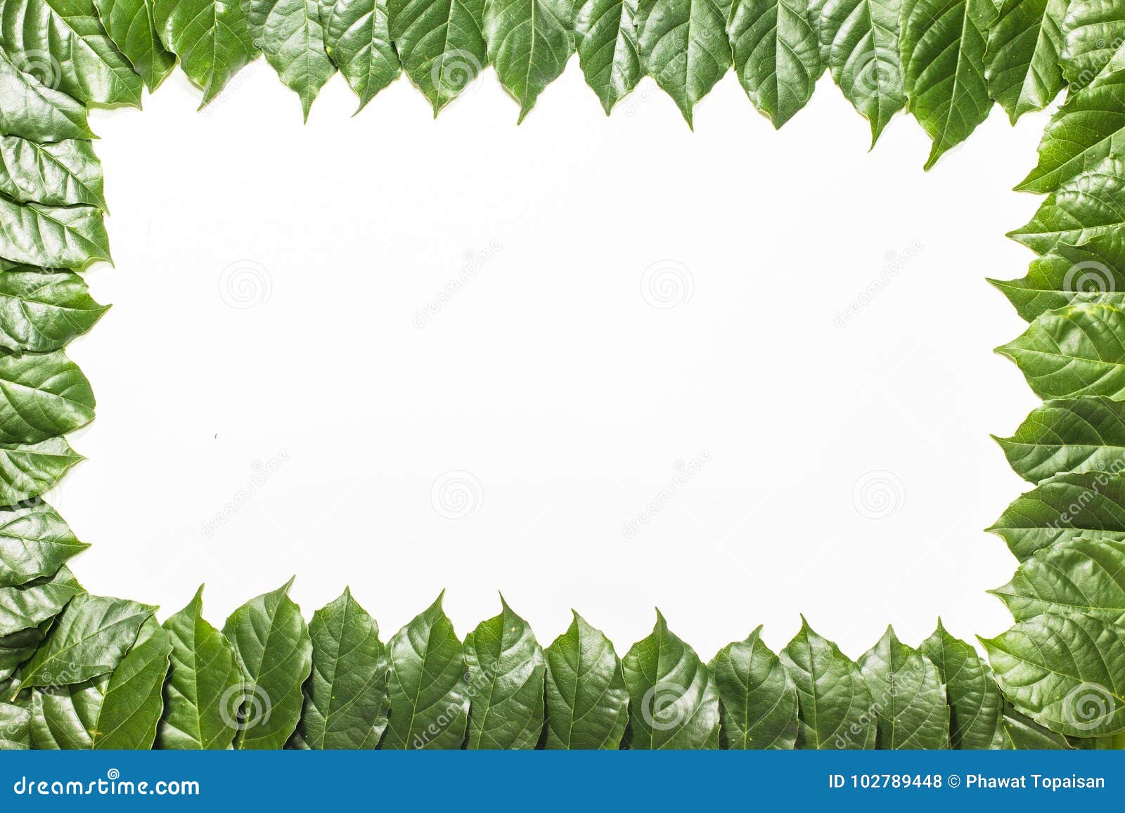 Green Leafs Frame with Usable Copy Space Stock Photo - Image of botany ...