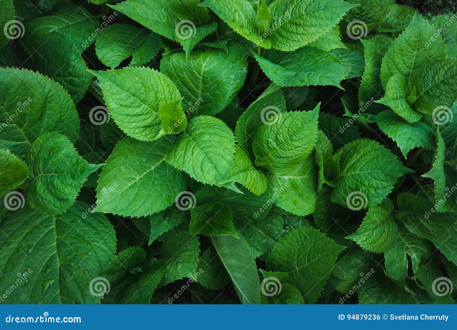 Green Leafs of Hydrangea with Raindrops. Top View in Garden. Flat Lay ...