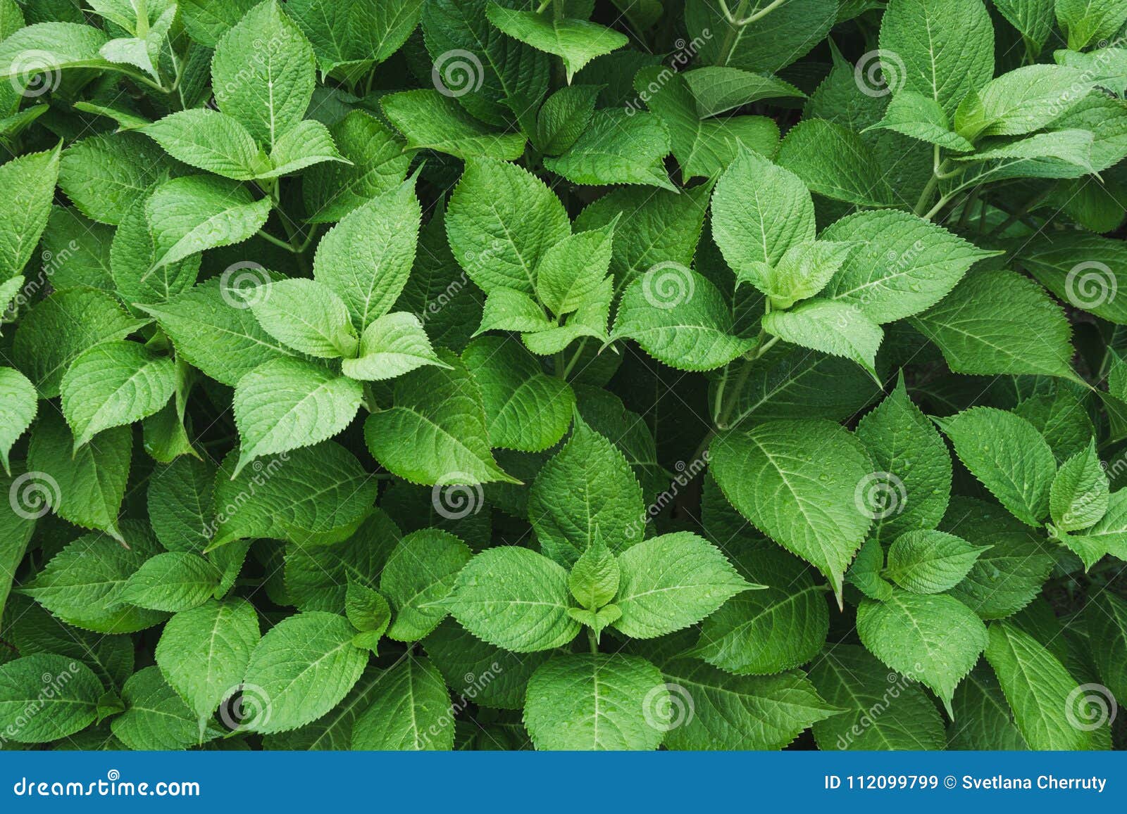 Green Leafs of Hydrangea with Raindrops. View from Above. Nature ...