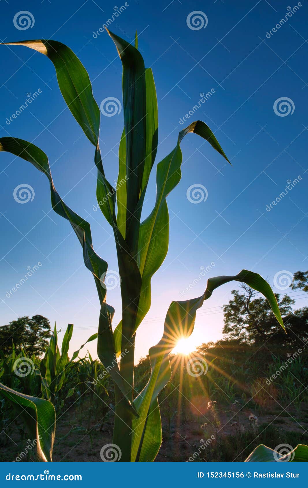 Green Leafs of Maize in the Field Stock Photo - Image of country, rural ...