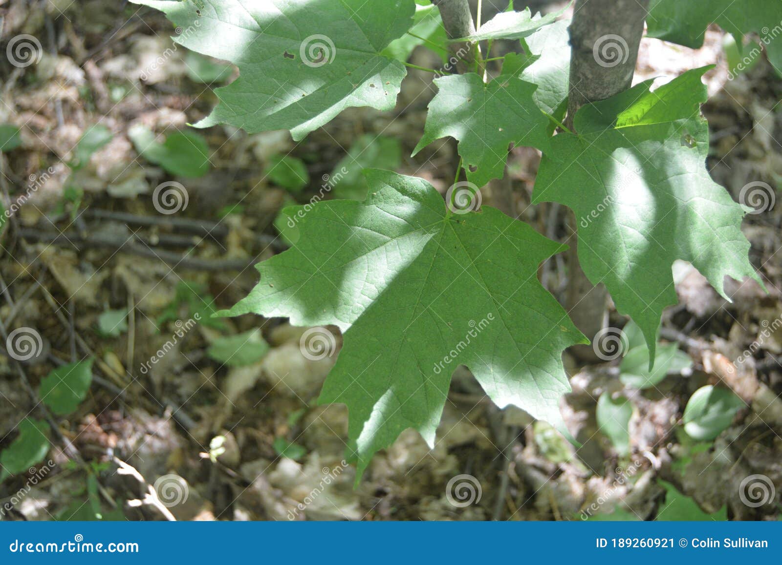 Green Leafs Maple Tree Canada Stock Image - Image of wild, twig: 189260921