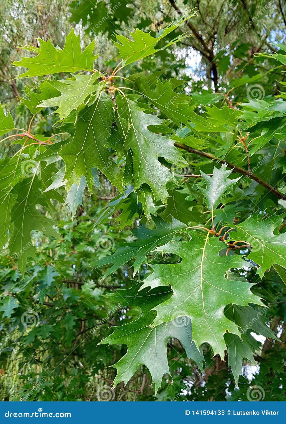 Green leafs oak on tree stock image. Image of freshness - 141594133