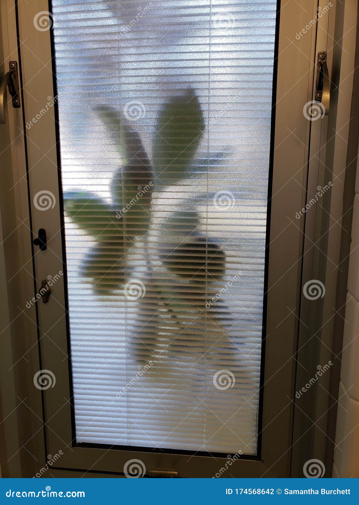 Green Leafs Pressed Against a Window with a Bumpy Finish Stock Photo ...