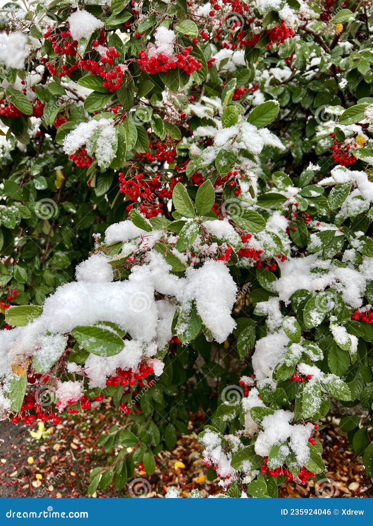 Red berries under snow stock photo. Image of trees, nature - 235924046