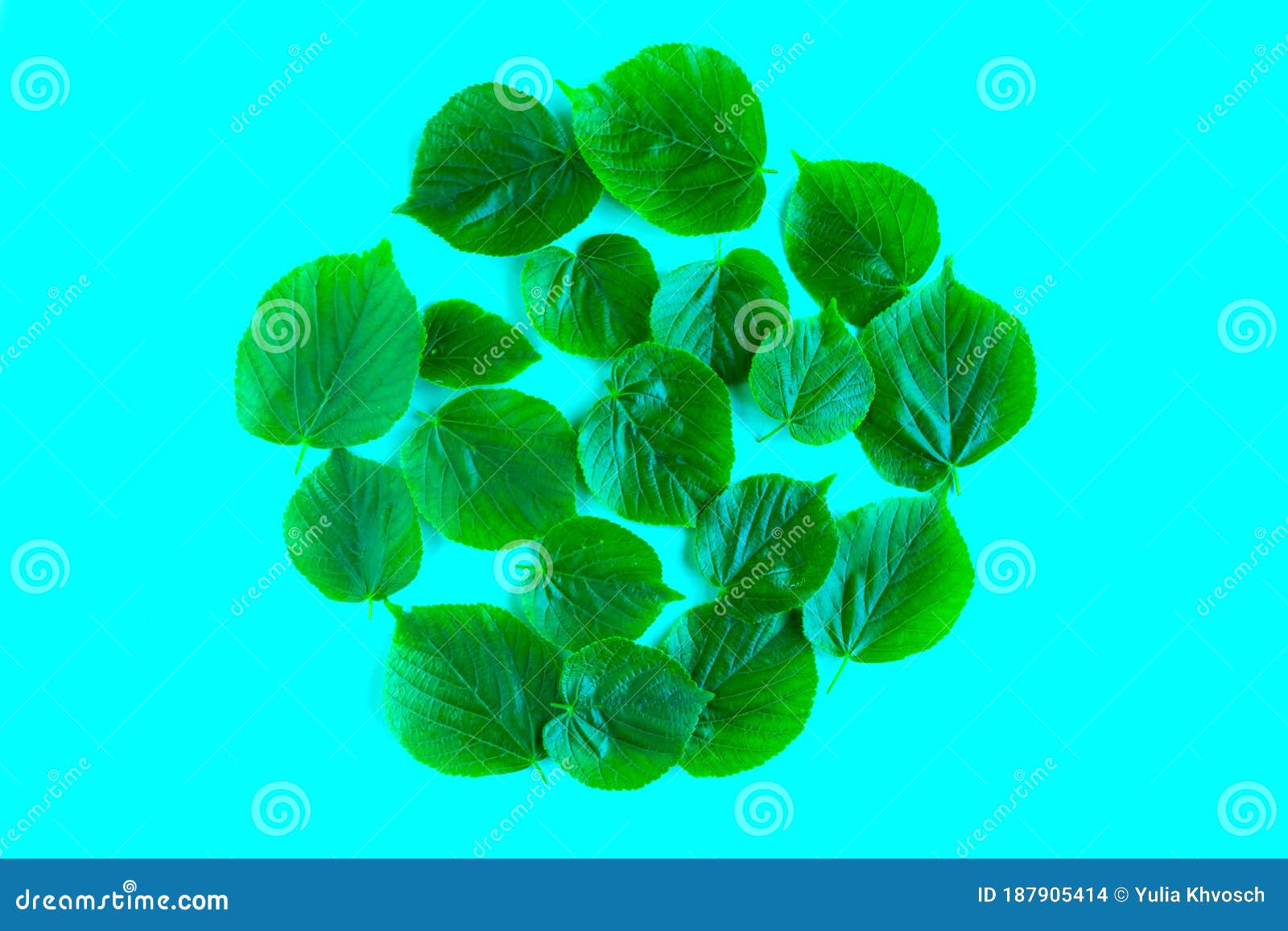 Green Leafs Round Shape on Bright Blue Background. Stock Photo - Image ...