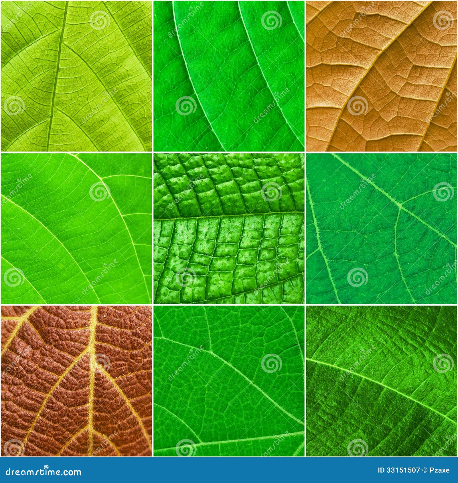 Green Leafs Square Collage - Seamless Pattern Stock Image - Image of ...