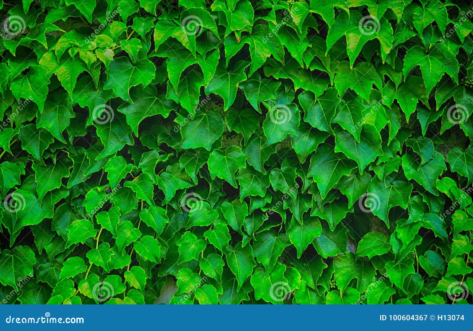 Green leafs texture frame. stock image. Image of frame - 100604367