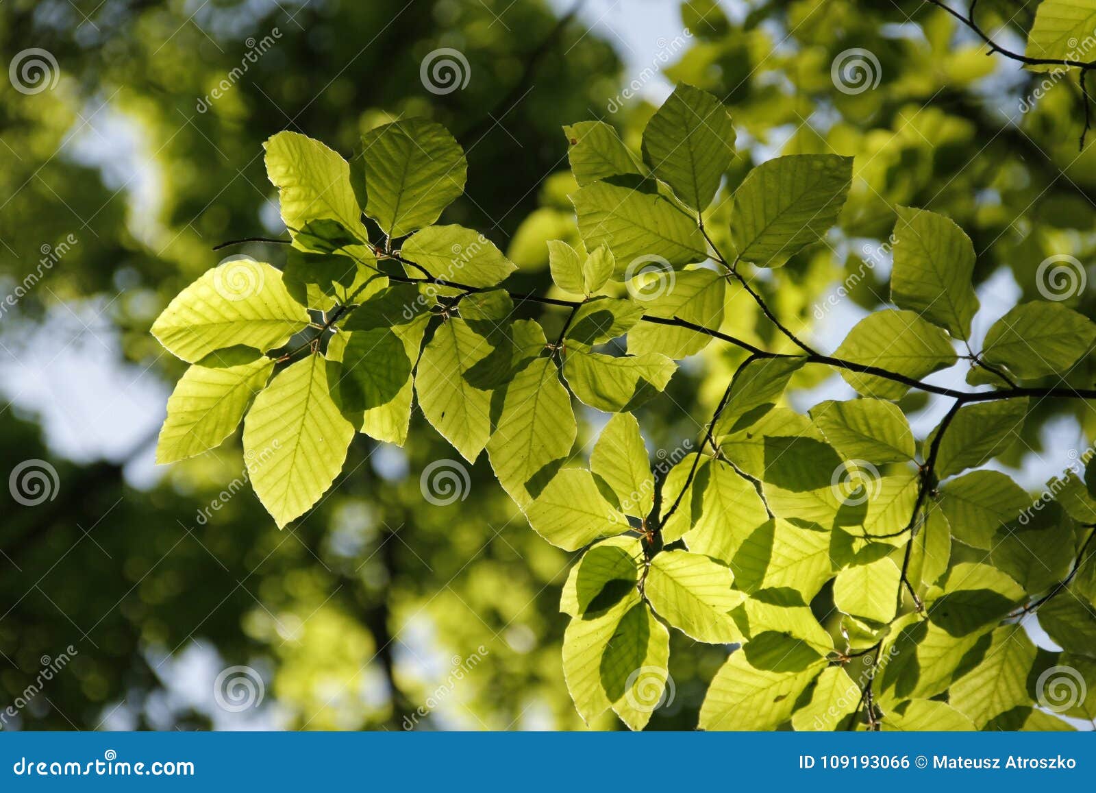 Green Leafs on a Tree Branch with Blur Background, and Sunlight from ...