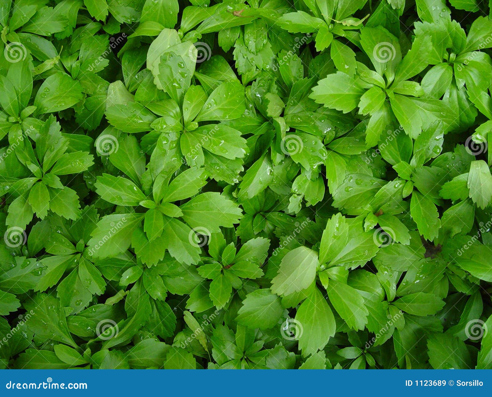 Green Leafy Background stock image. Image of rain, plant - 1123689