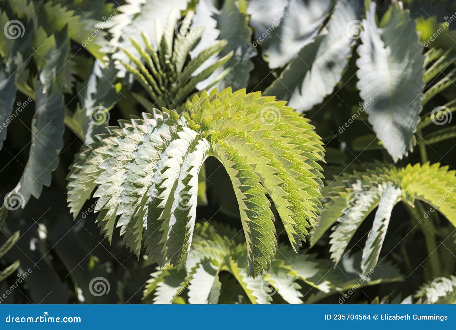Green Leafy Background of Growing Plants with Jagged Edges Stock Photo ...