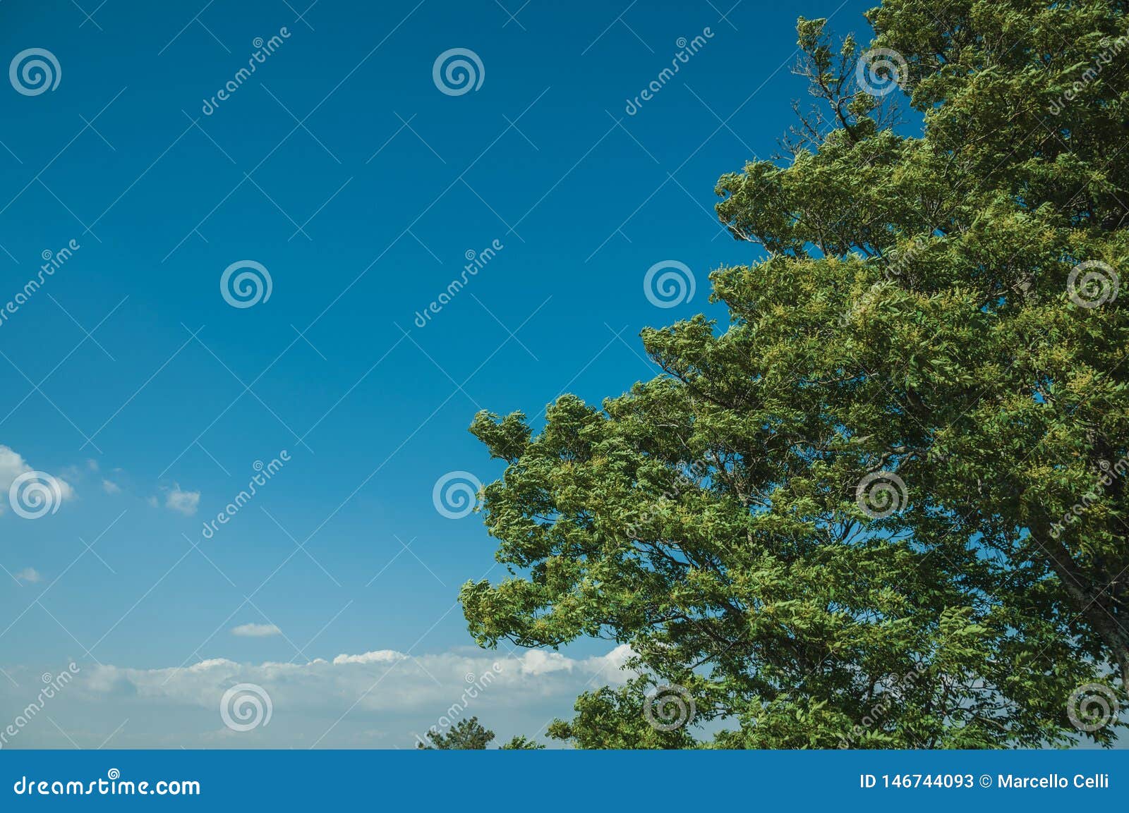 Green Leafy Branches Shaking in the Wind Stock Image - Image of leisure ...