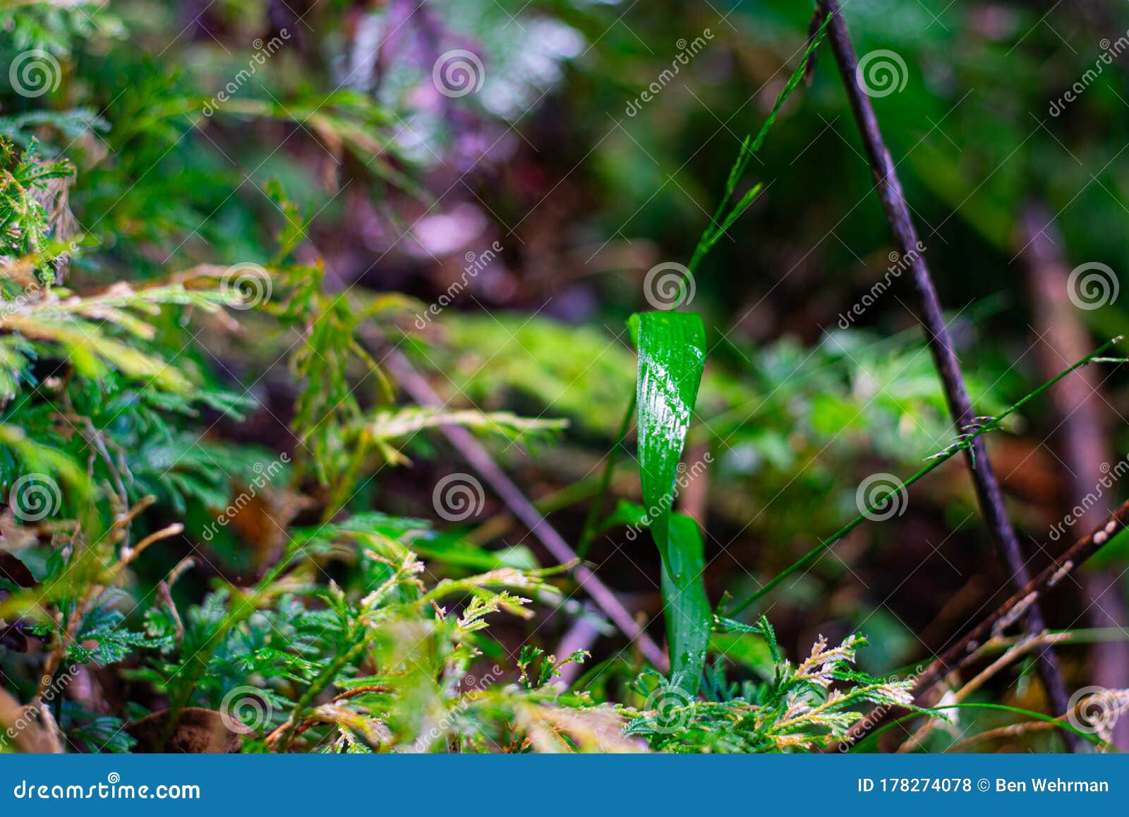 Green Leafy Forest in Daintree Rainforest, Australia Stock Photo ...