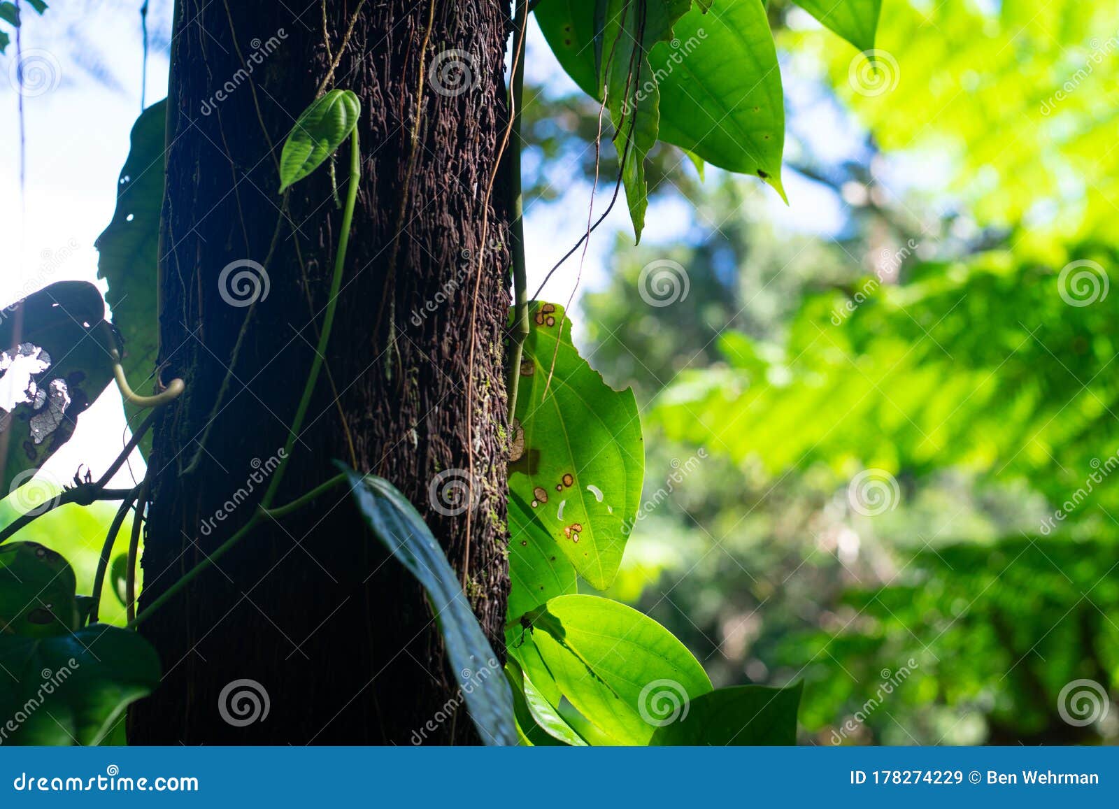 Green Leafy Forest in Daintree Rainforest, Australia Stock Image ...