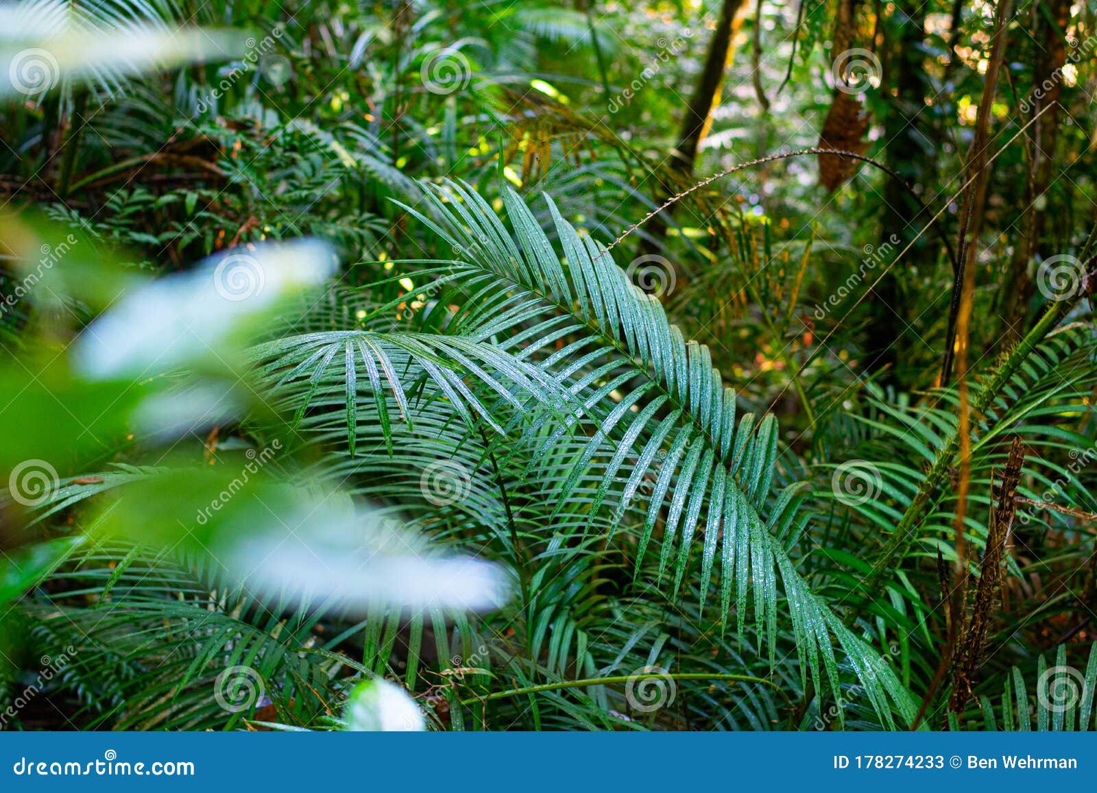 Green Leafy Forest in Daintree Rainforest, Australia Stock Image ...