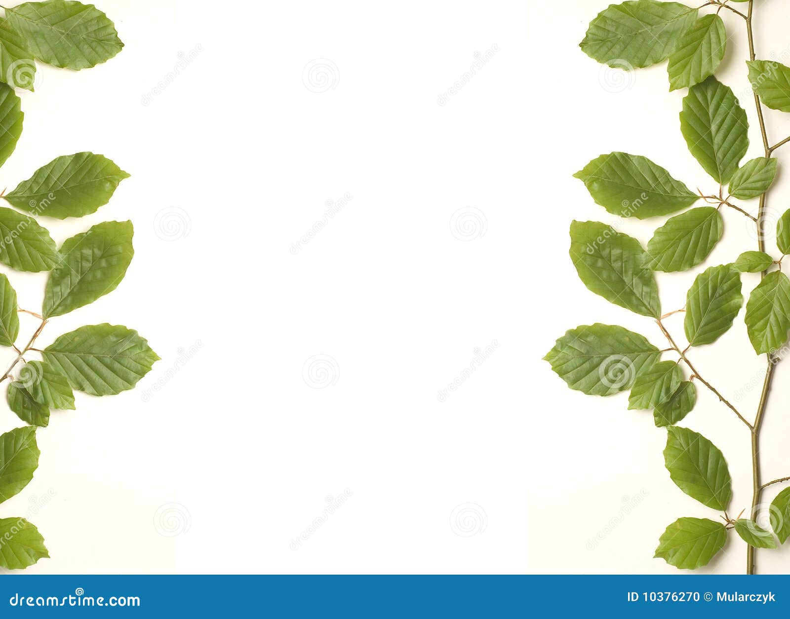 Green leafy frame stock photo. Image of border, plants - 10376270