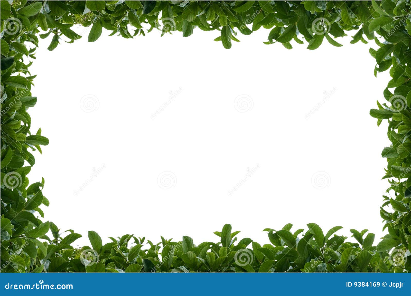 Green leafy hedge frame stock image. Image of wreath, nature - 9384169