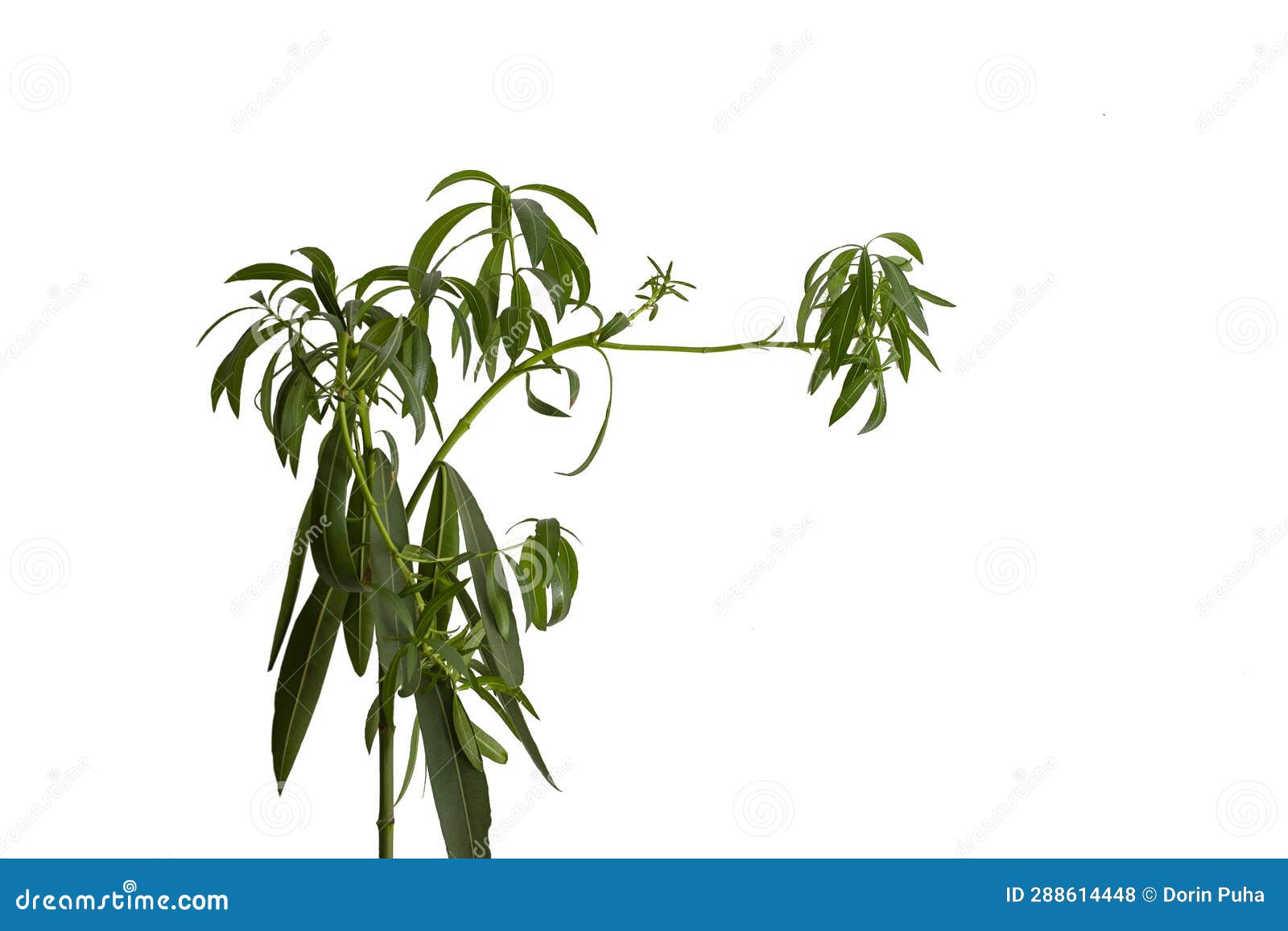 Green Leafy Plant Isolated on White Background Stock Photo - Image of ...