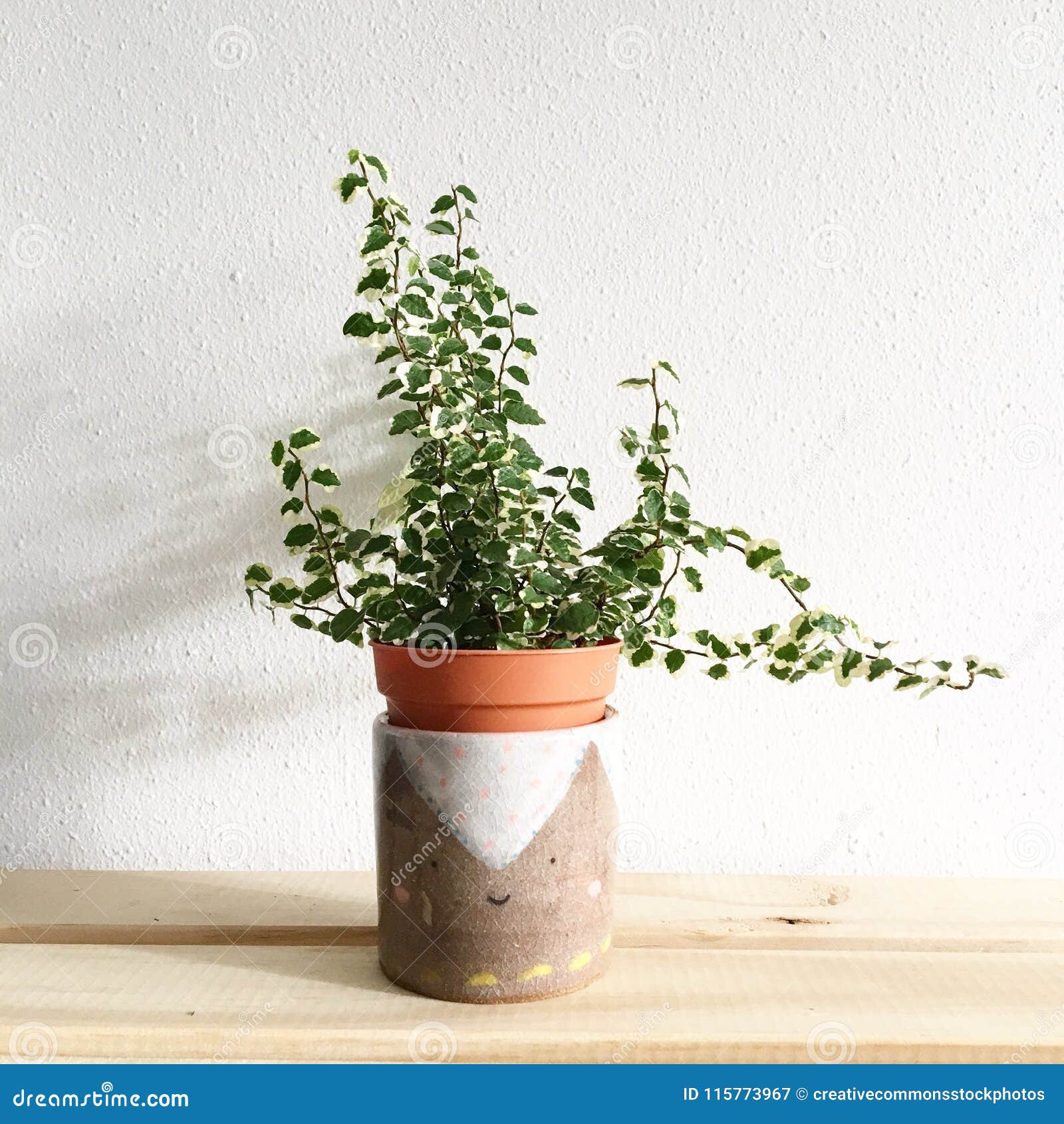 Green Leafy Plant Potted On Clay Pot Picture. Image: 115773967