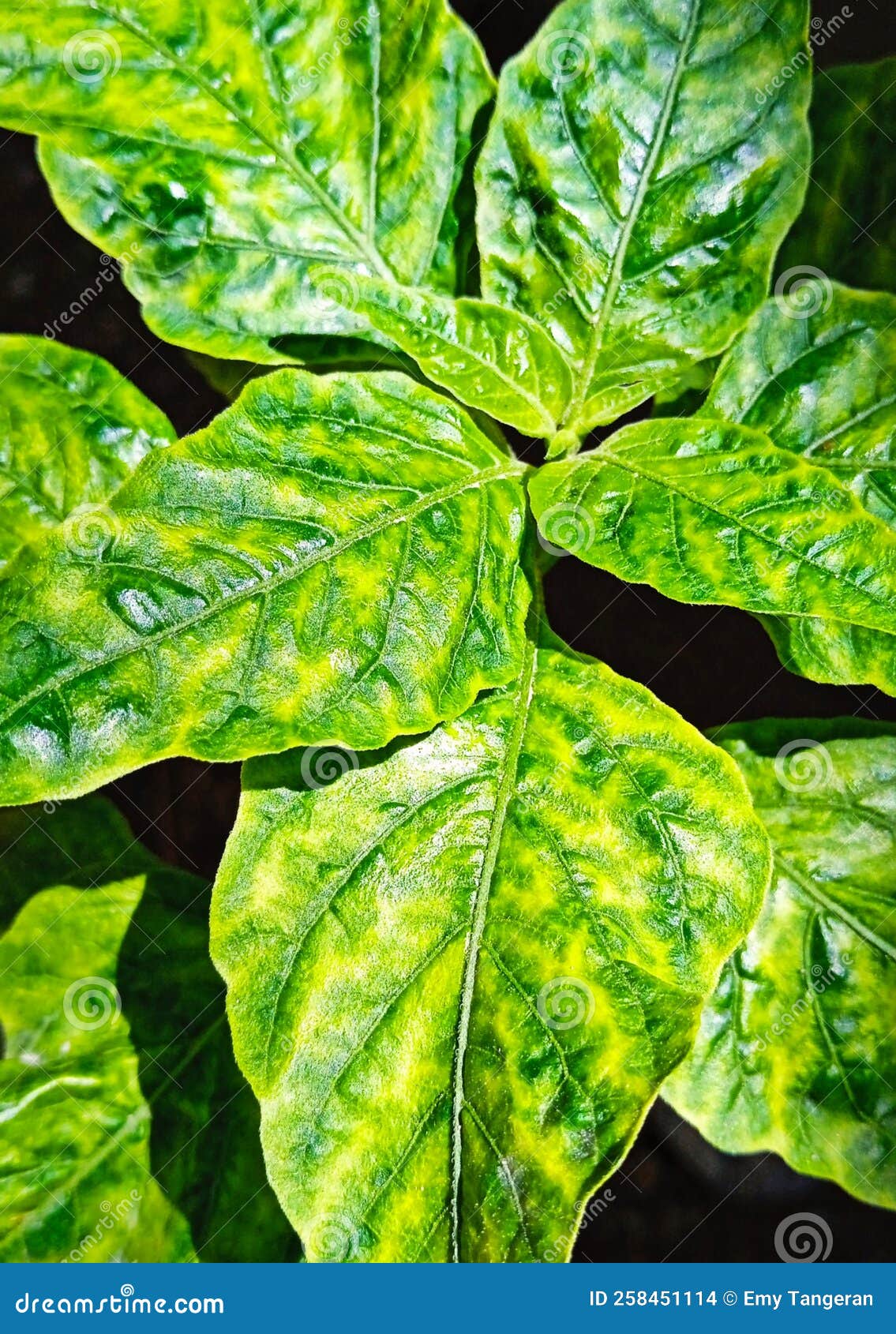 Green Leafy Plant with Yellow Texture in the Yard Stock Photo - Image ...