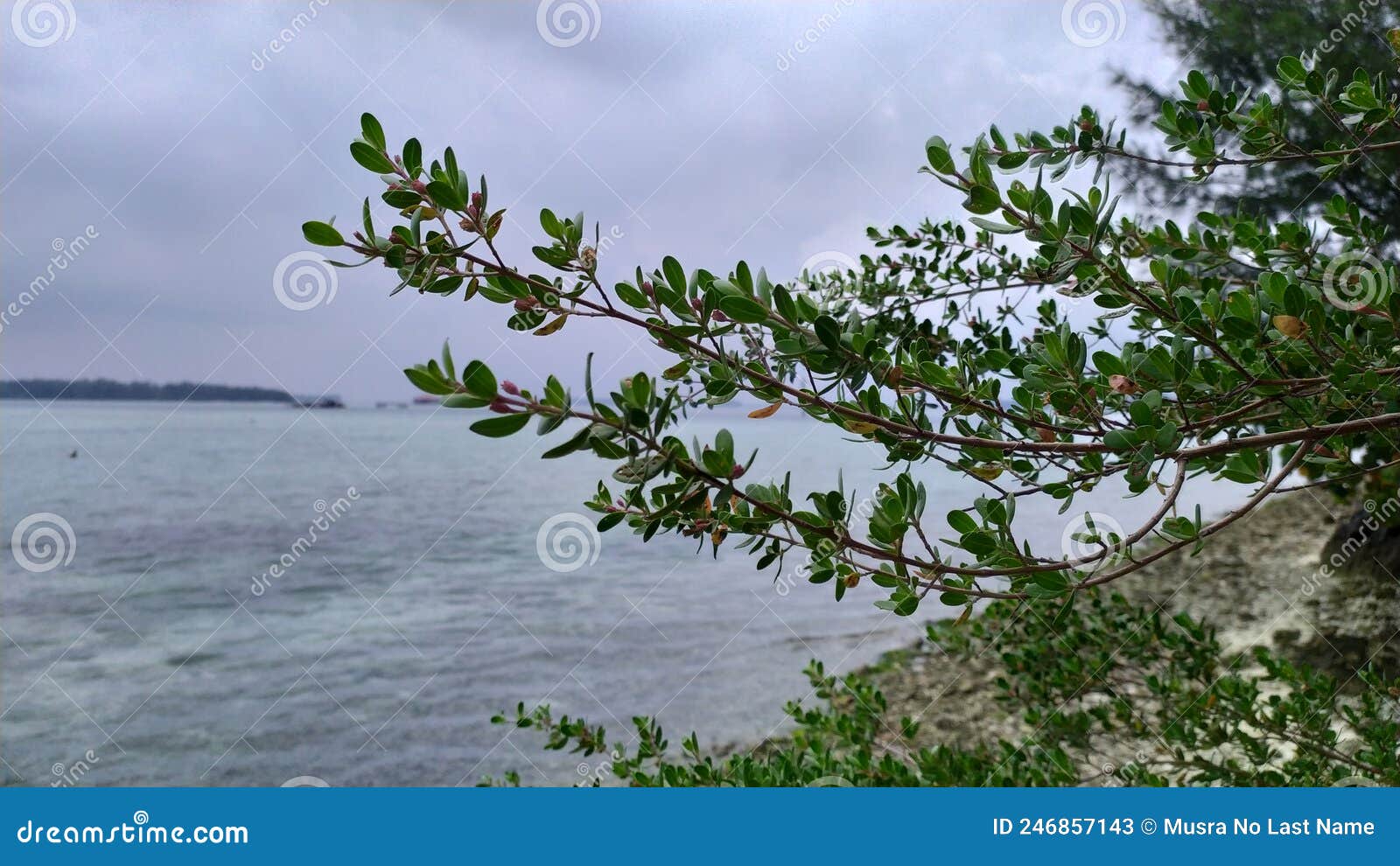 Green Leafy Plants Thrive on the Beach Stock Image - Image of produce ...