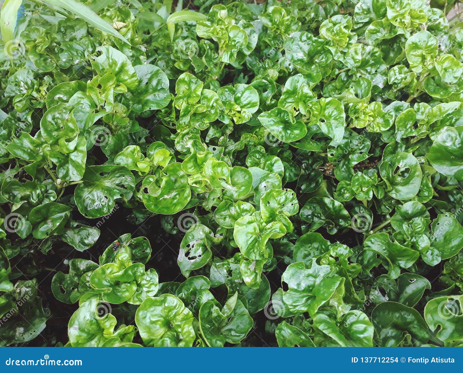 Vegetable crops stock photo. Image of plants, leafy - 137712254