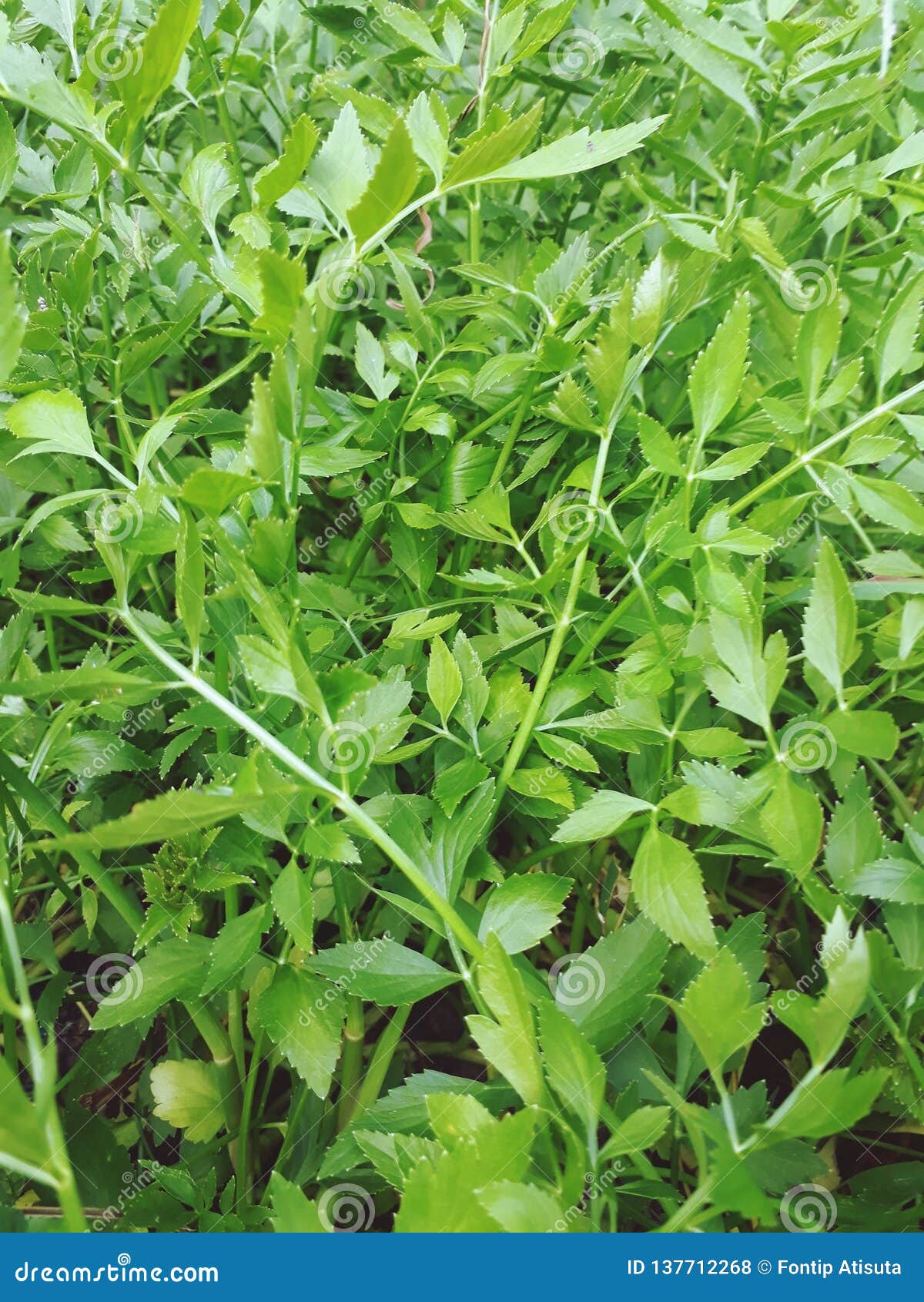 Vegetable crops stock photo. Image of plants, leafy - 137712268