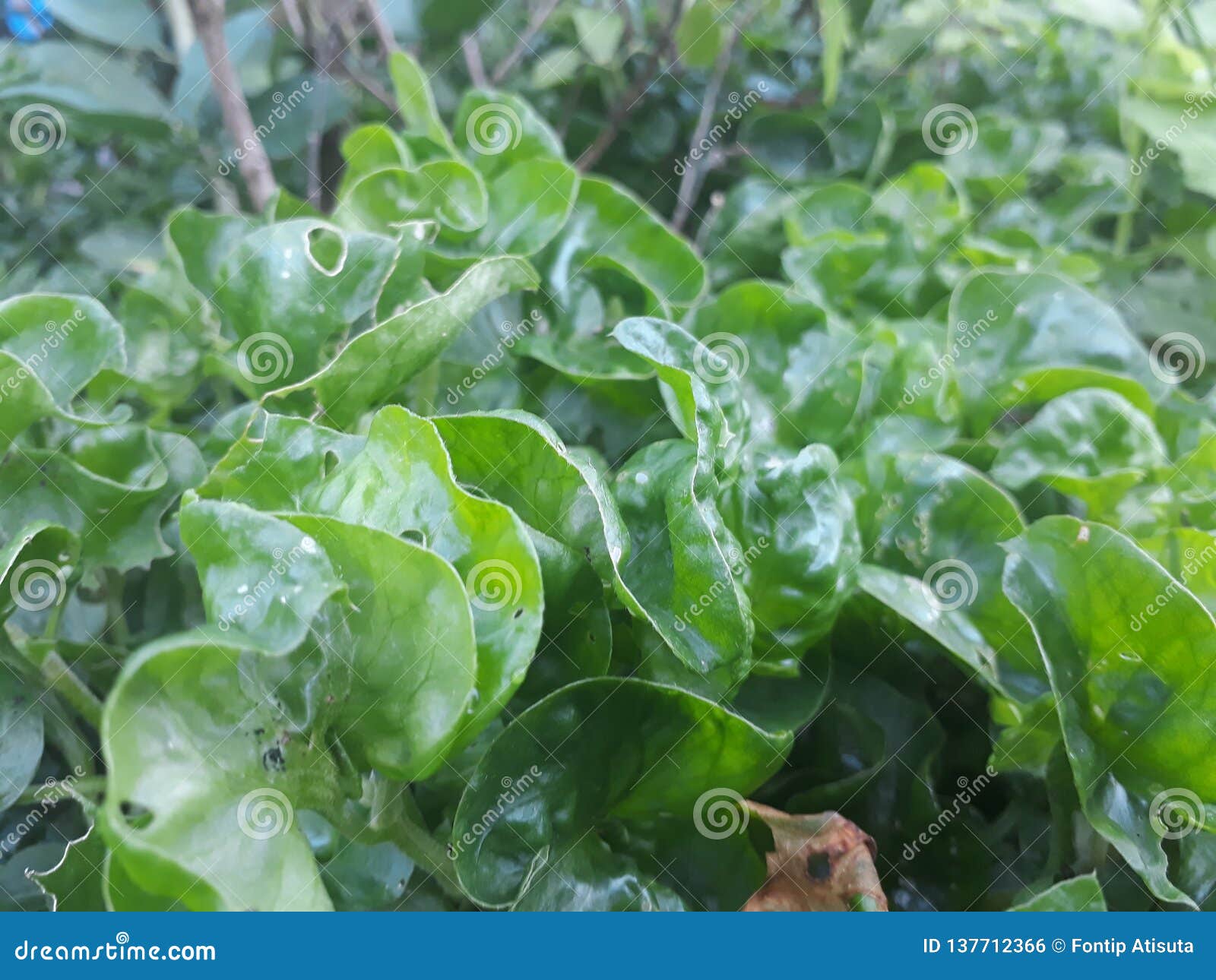 Vegetable crops stock photo. Image of vegetable, crops - 137712366