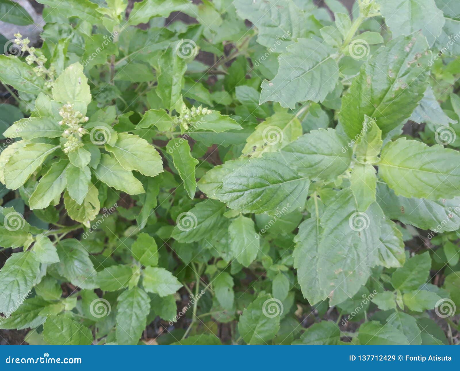 Vegetable crops stock image. Image of leafy, crops, green - 137712429