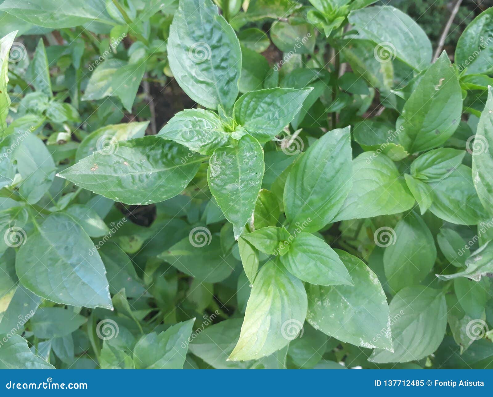 Vegetable crops stock image. Image of plants, crops - 137712485