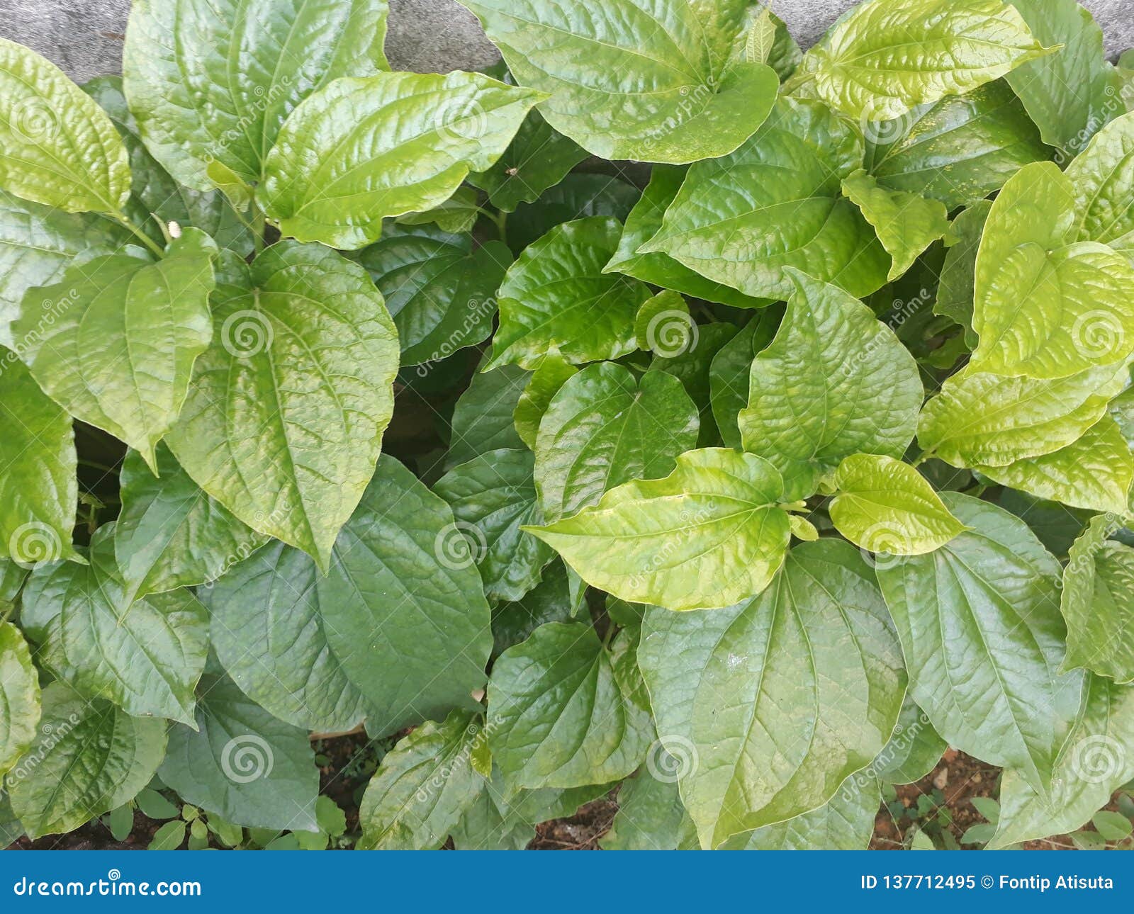 Vegetable crops stock image. Image of leafy, green, crops - 137712495