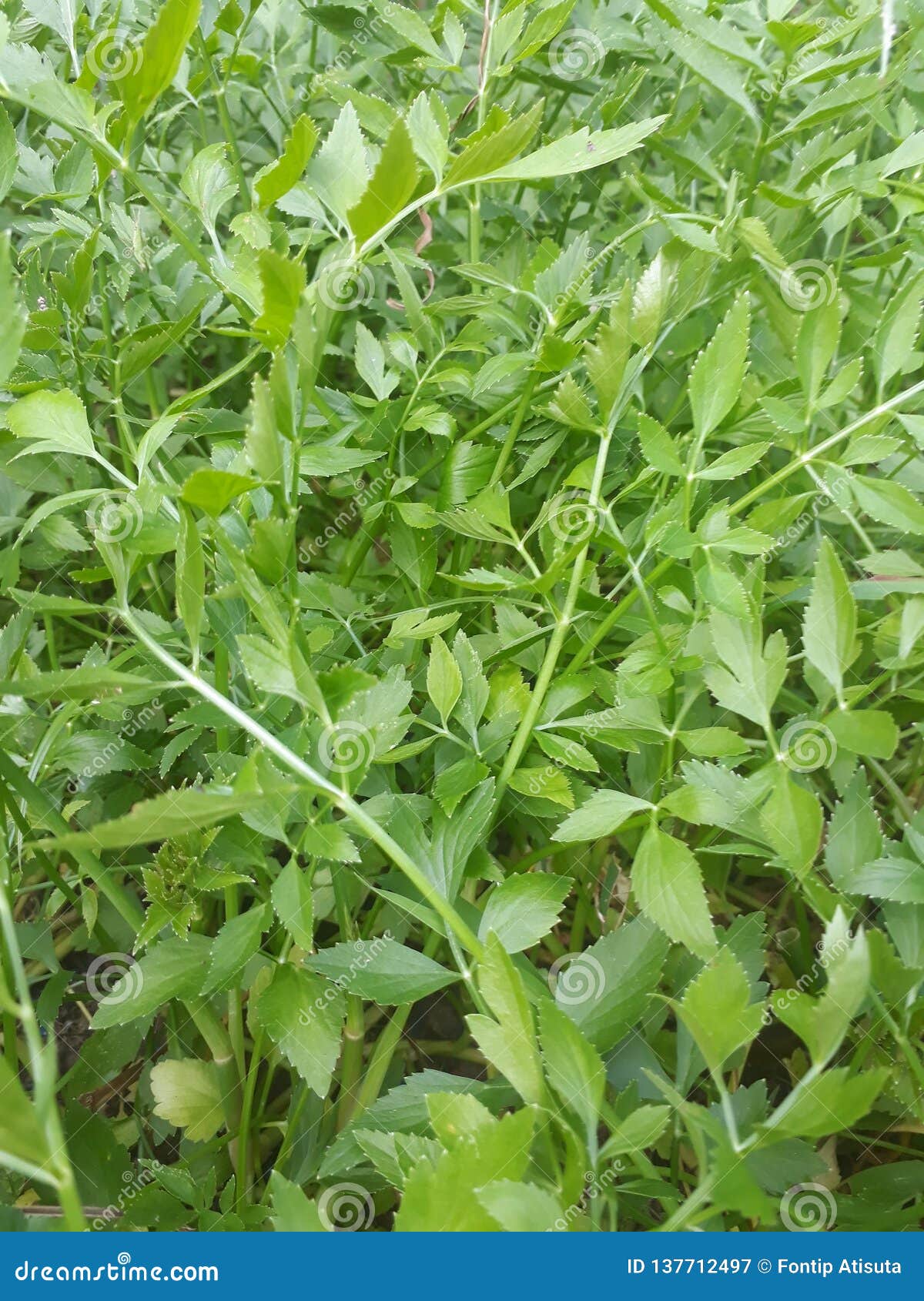 Vegetable crops stock image. Image of crops, vegetable - 137712497