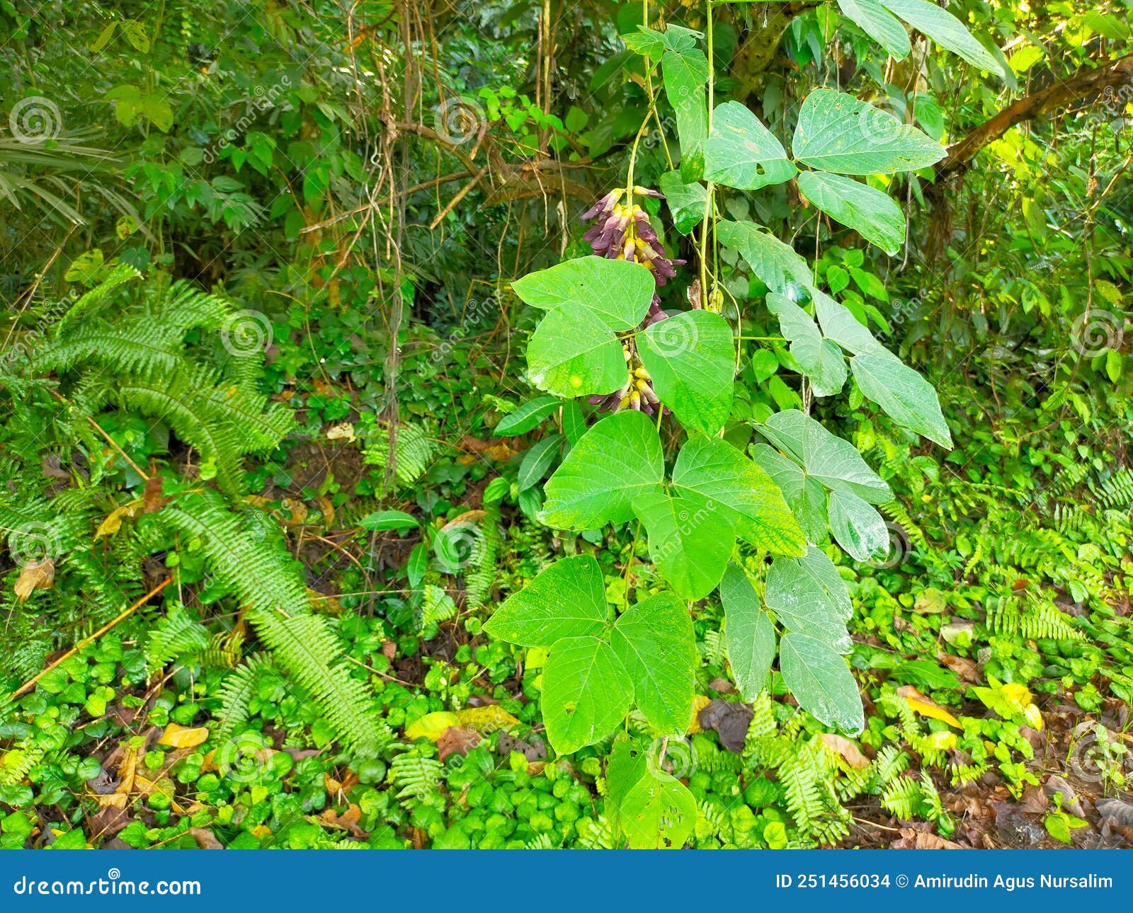 Green Leafy Shrubs with Colored Leaf Tops Thrive Stock Photo - Image of ...