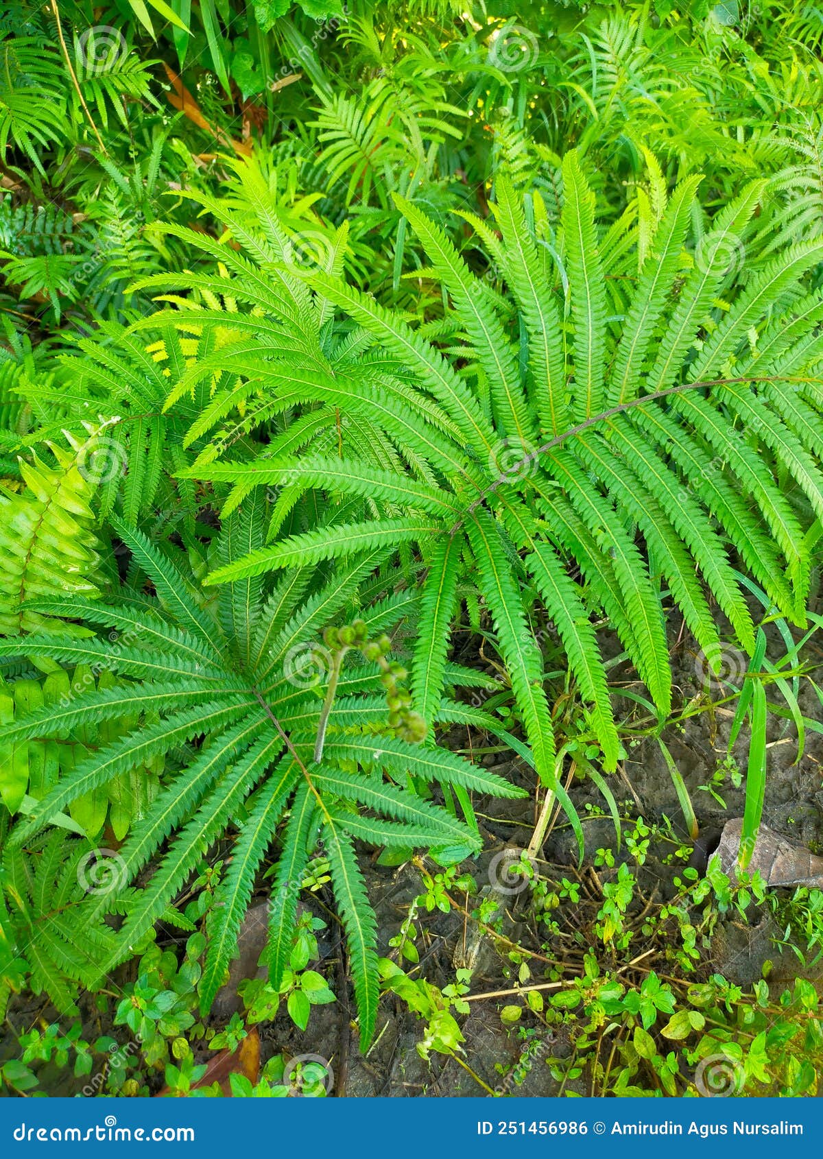 Green Leafy Shrubs with Colored Leaf Tops Thrive Stock Photo - Image of ...