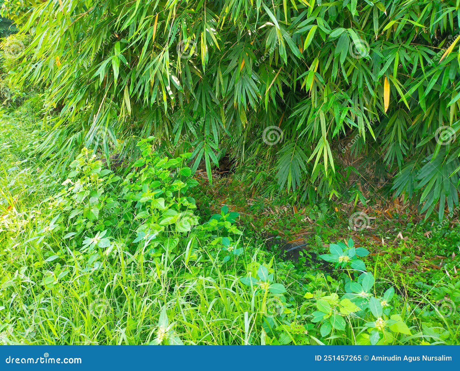 Green Leafy Shrubs with Colored Leaf Tops Thrive Stock Image - Image of ...