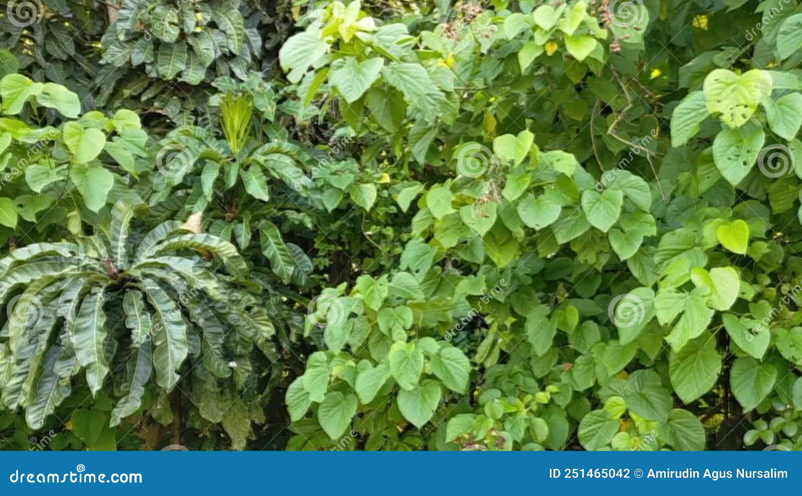 Green Leafy Shrubs with Colored Leaf Tops Thrive Stock Footage - Video ...