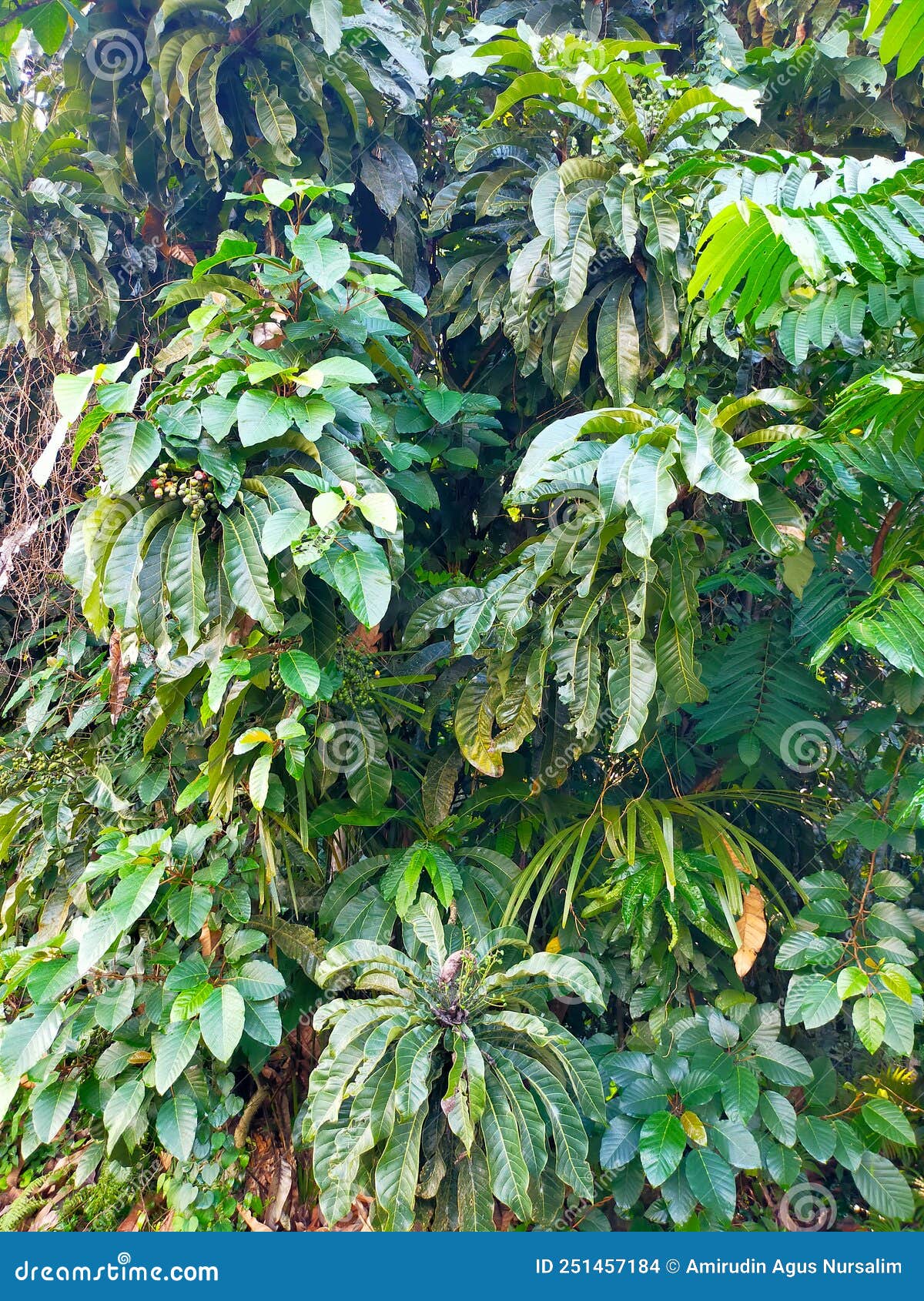 Green Leafy Shrubs with Colored Leaf Tops Thrive Stock Photo - Image of ...