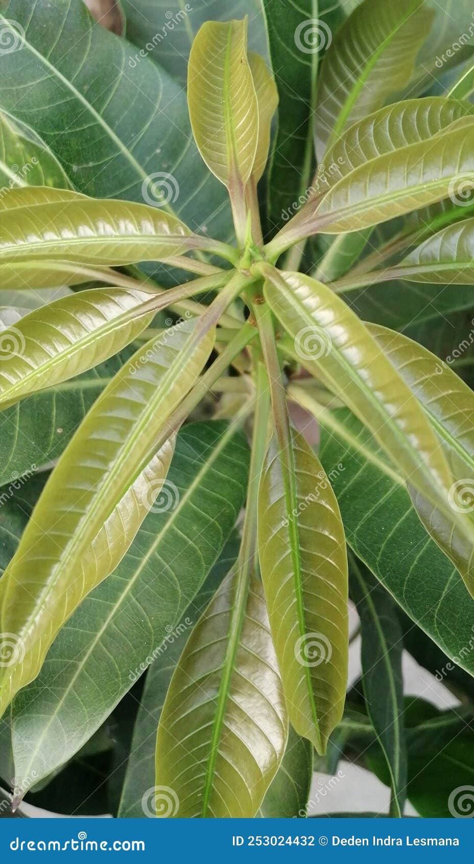 Green Leafy Tree in the Garden Crop Stock Photo - Image of evergreen ...