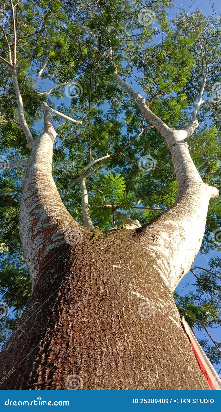 Green Leafy Tree, Sturdy Roots, Brown Fiber Bark Stock Image - Image of ...