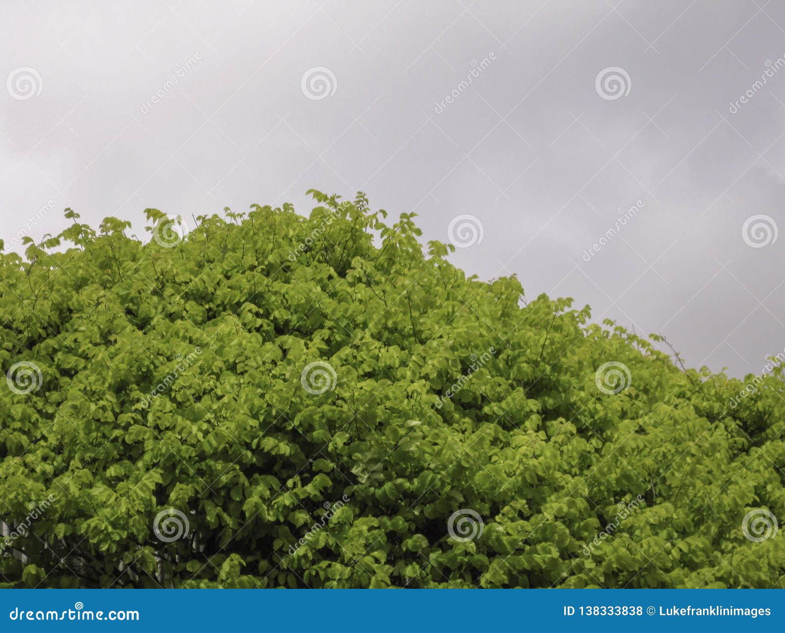 Green leafy tree top stock photo. Image of natural, nature - 138333838